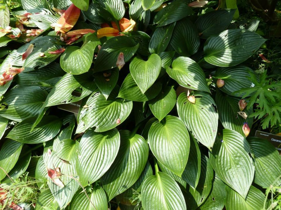 Hosta 'Devon Green' - Hartlelie , Funkia | De Tuinen van Appeltern