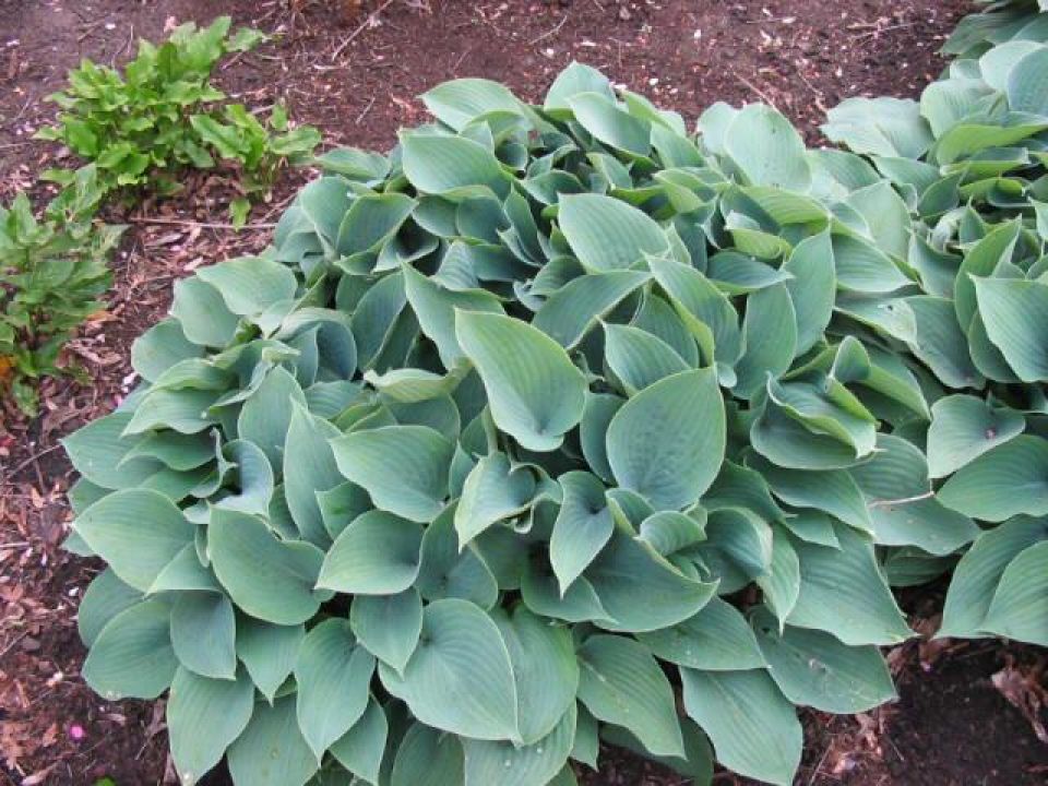 Hosta 'Halcyon' - Hartlelie | De Tuinen van Appeltern