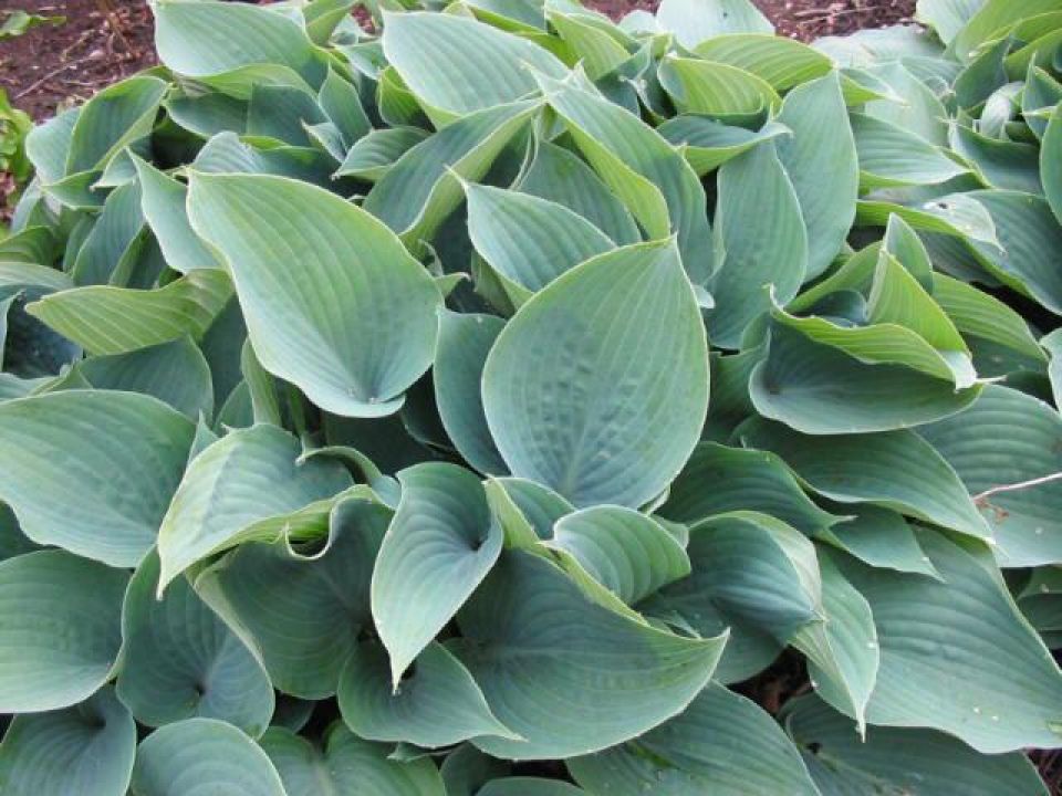 Hosta 'Halcyon' - Hartlelie | De Tuinen van Appeltern