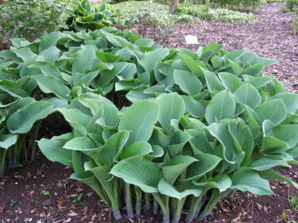 Hosta 'Krossa Regal' - Hartlelie | De Tuinen van Appeltern