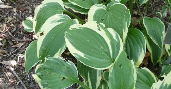 Hosta 'Moerheim' - Hartlelie | De Tuinen van Appeltern