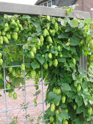 Humulus lupulus - Hop | De Tuinen van Appeltern
