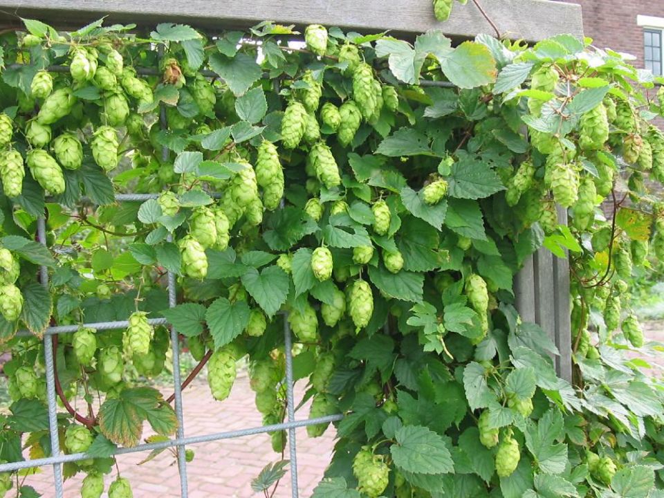 Humulus lupulus - Hop | De Tuinen van Appeltern