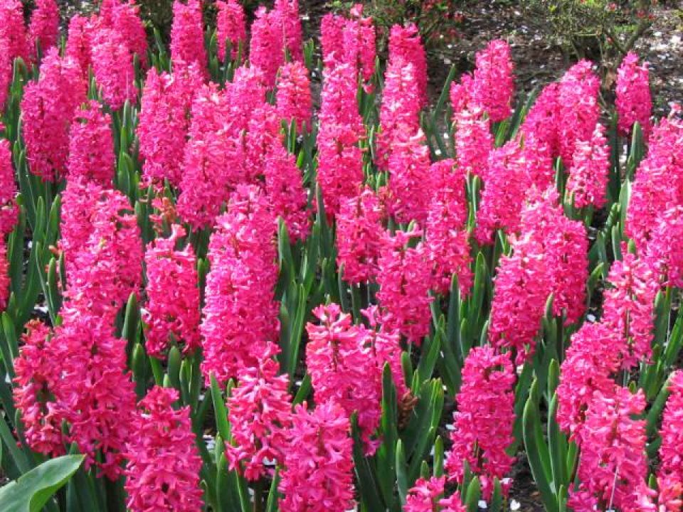 Hyacinthus orientalis 'Jan Bos' - Hyacint | De Tuinen van Appeltern