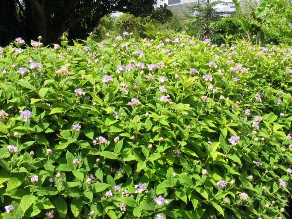 Hydrangea involucrata - Hortensia | De Tuinen van Appeltern