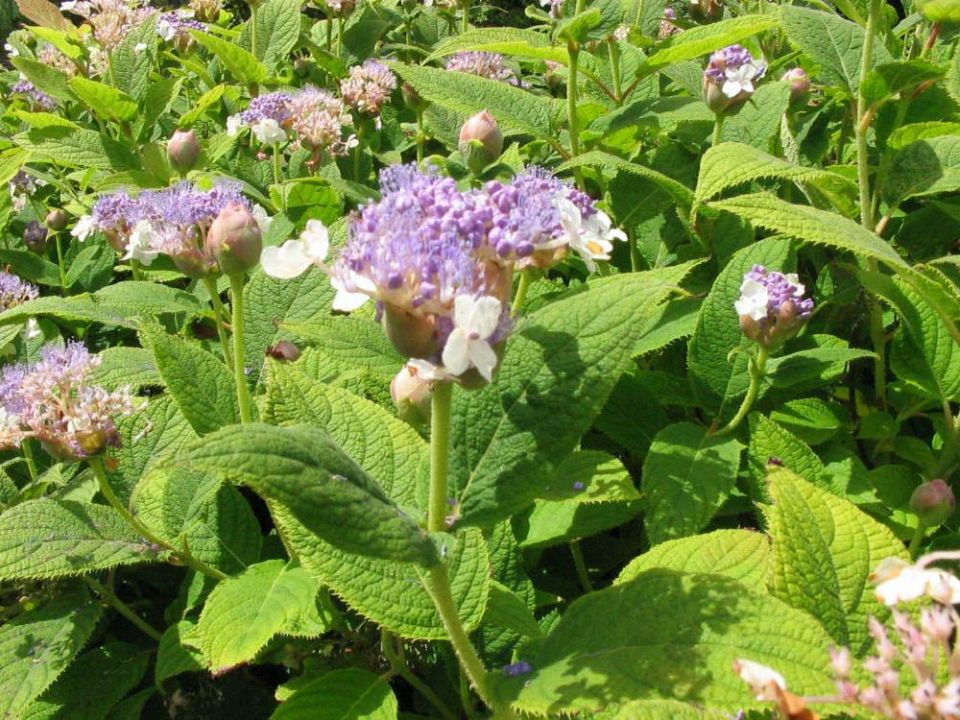 Hydrangea involucrata - Hortensia | De Tuinen van Appeltern