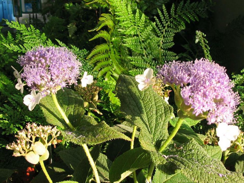 Hydrangea involucrata - Hortensia | De Tuinen van Appeltern