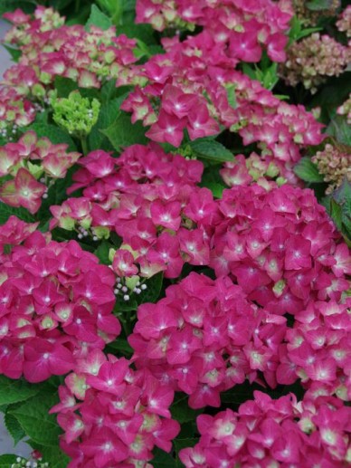 Hydrangea macrophylla 'AB Green Shadow' - Boerenhortensia | De Tuinen ...