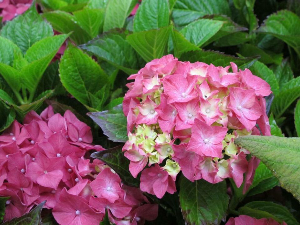 Hydrangea macrophylla 'Alpenglühen' - Boerenhortensia | De Tuinen van ...