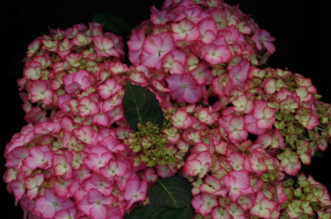 Hydrangea macrophylla 'Adula' (='H211901') - Boerenhortensia | De ...