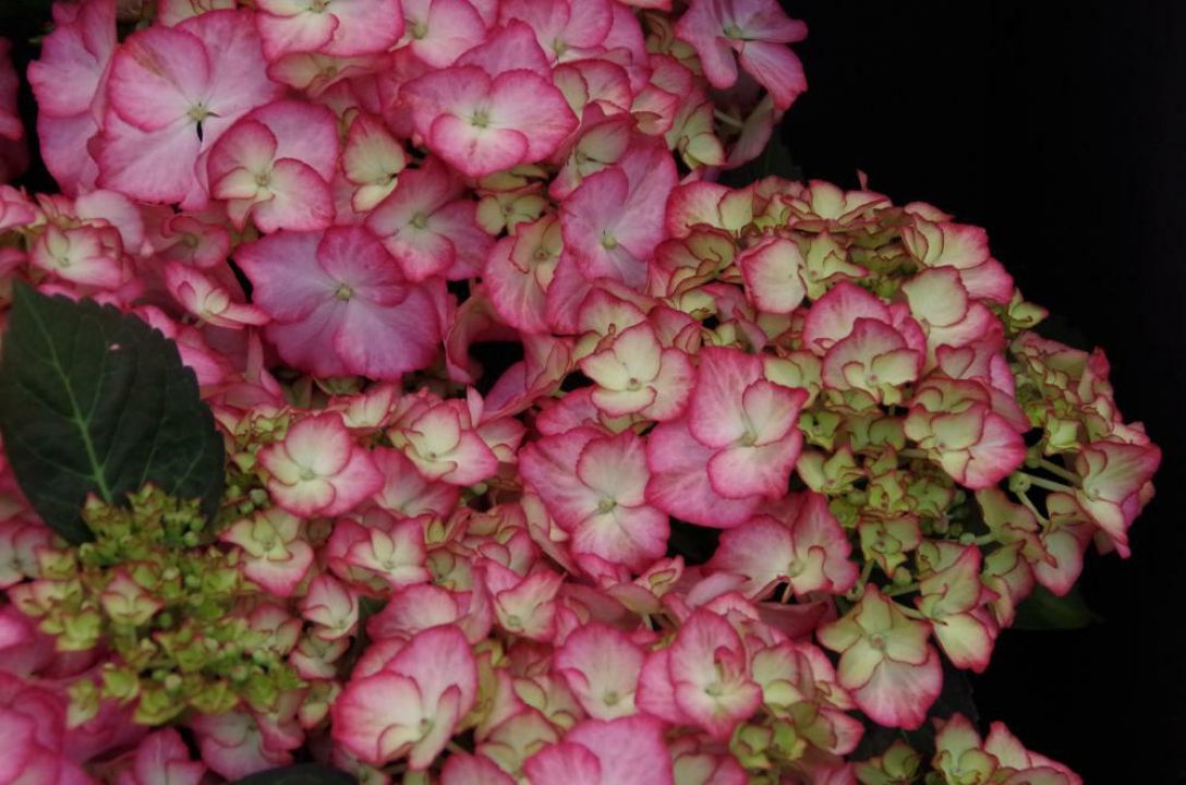 Hydrangea macrophylla 'Adula' (='H211901') - Boerenhortensia | De ...