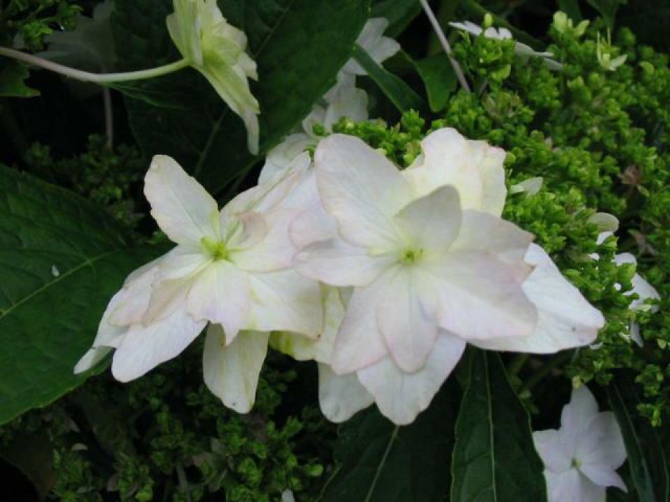Hydrangea macrophylla 'Hanabi' - Vuurwerkhortensia | De Tuinen van ...
