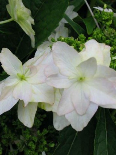 Hydrangea macrophylla 'Hanabi' - Vuurwerkhortensia | De Tuinen van ...