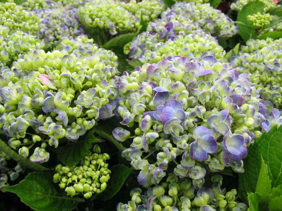 Hydrangea macrophylla 'Hovaria Hopcorn' (='Hopcorn') - Seringhortensia ...
