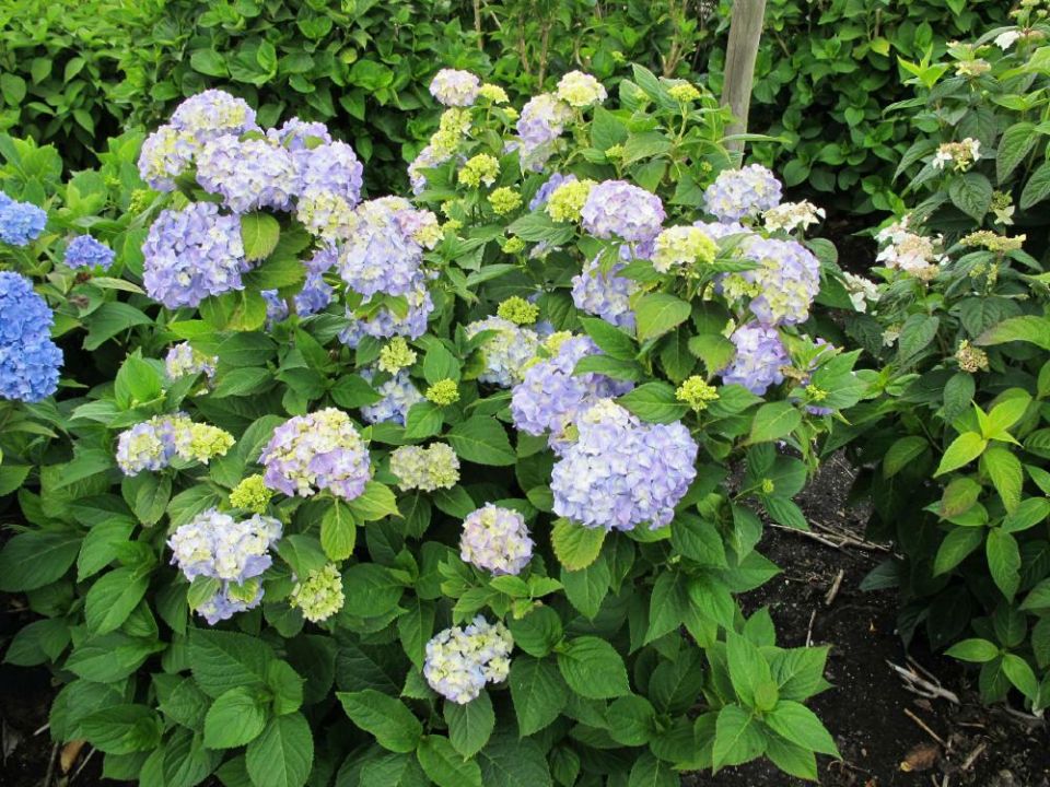 Hydrangea macrophylla 'La France' - Boerenhortensia | De Tuinen van ...