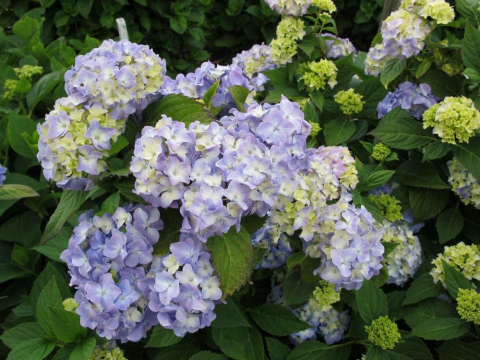 Hydrangea macrophylla 'La France' - Boerenhortensia | De Tuinen van ...