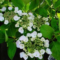 Hydrangea macrophylla 'Libelle' - Hortensia | De Tuinen van Appeltern
