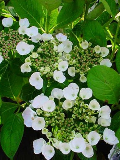 Hydrangea macrophylla 'Libelle' - Hortensia | De Tuinen van Appeltern