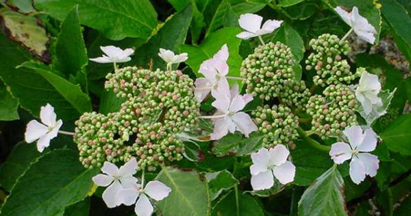 Hydrangea macrophylla 'Maculata' - Bonte hortensia | De Tuinen van Appeltern