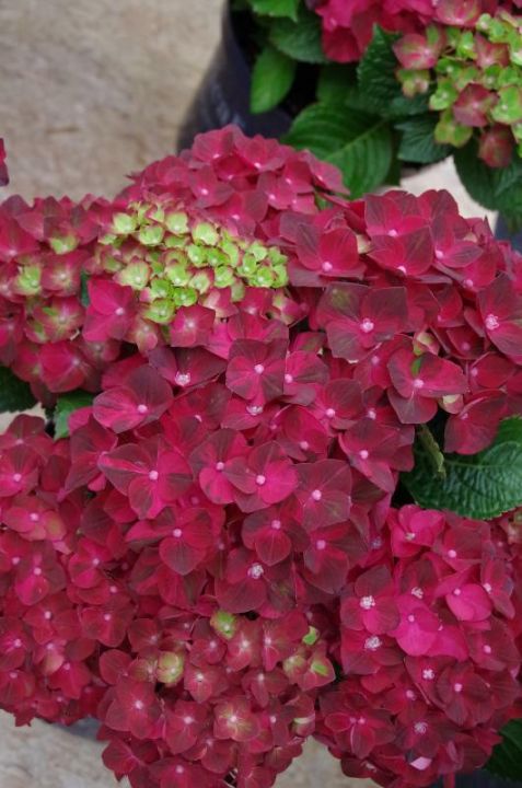 Hydrangea macrophylla 'Magical Ruby Tuesday' (='Ruby Tuesday') - Boerenhortensia | De Tuinen van ...