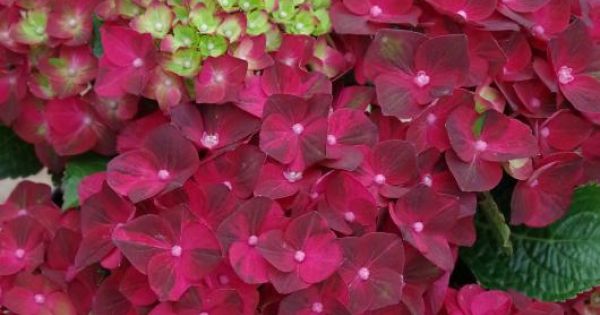 Hydrangea macrophylla 'Magical Ruby Tuesday' (='Ruby Tuesday ...