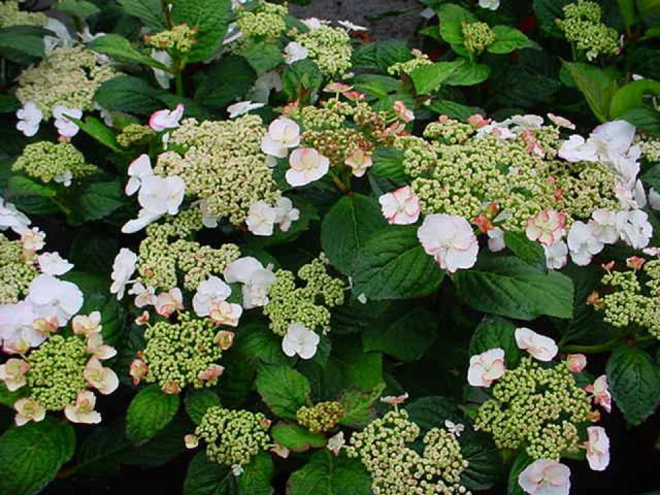 Hydrangea macrophylla 'Sandra' - Hortensia | De Tuinen van Appeltern