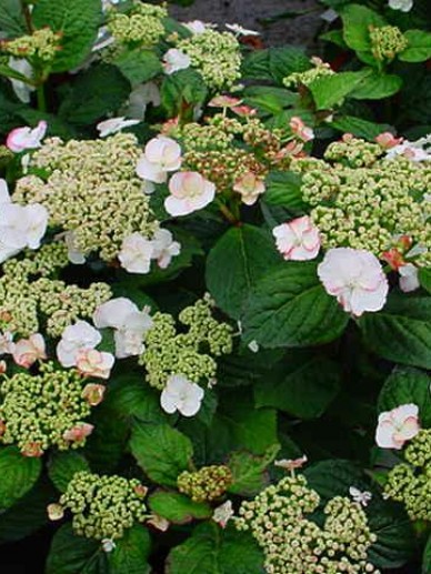 Hydrangea macrophylla 'Sandra' - Hortensia | De Tuinen van Appeltern