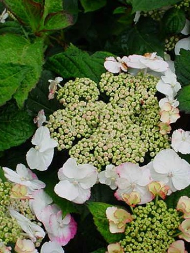 Hydrangea macrophylla 'Sandra' - Hortensia | De Tuinen van Appeltern