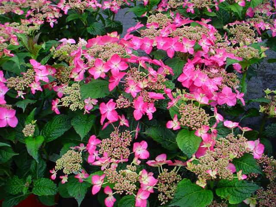 Hydrangea macrophylla 'Selina' - Hortensia | De Tuinen van Appeltern