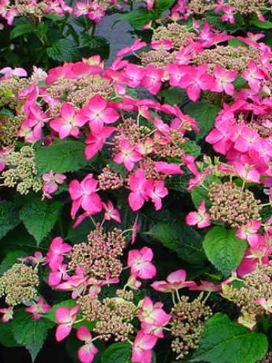 Hydrangea macrophylla 'Selina' - Hortensia | De Tuinen van Appeltern