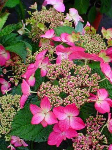 Hydrangea macrophylla 'Selina' - Hortensia | De Tuinen van Appeltern