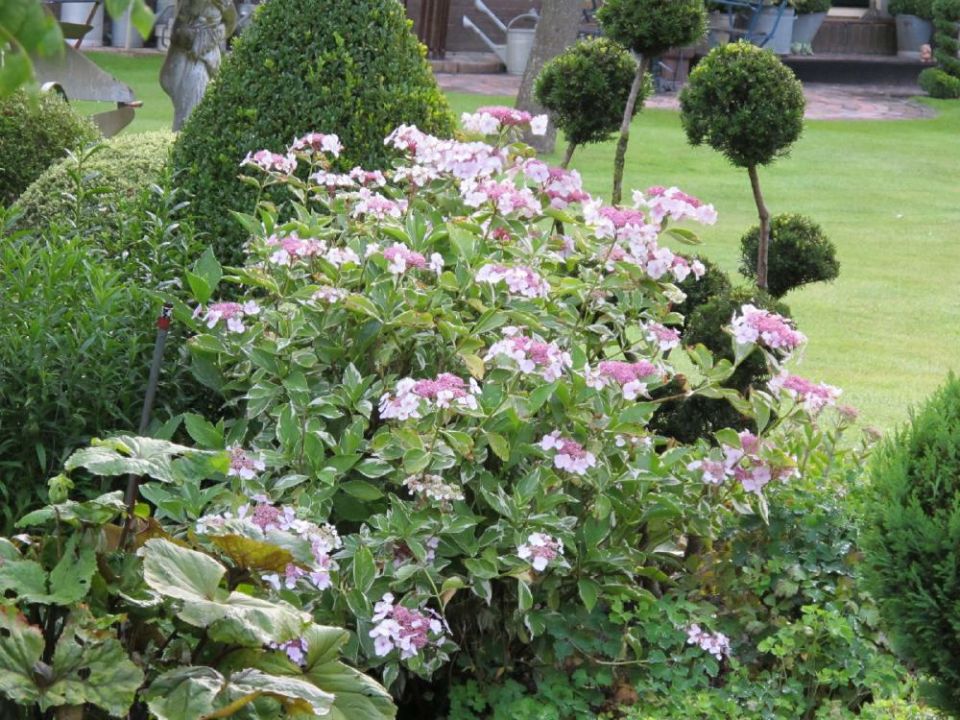 Hydrangea macrophylla 'Tricolor' - Hortensia | De Tuinen van Appeltern
