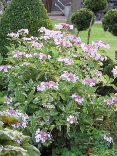 Hydrangea macrophylla 'Tricolor' - Hortensia | De Tuinen van Appeltern