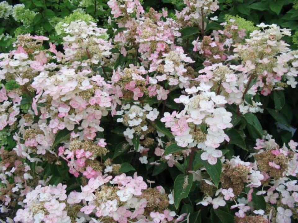 Hydrangea paniculata 'Dharuma' - Pluimhortensia | De Tuinen van Appeltern