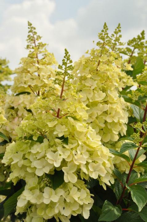 Hydrangea paniculata 'Candlelight' (='Hpopr013') - Pluimhortensia | De Tuinen van Appeltern