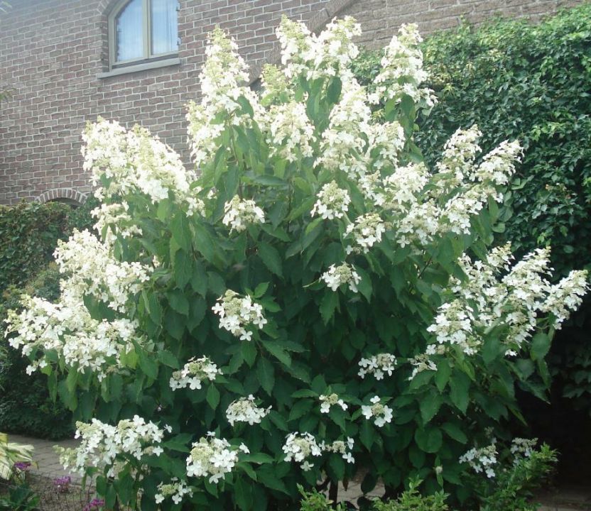 Hydrangea paniculata 'Levana' - Pluimhortensia | De Tuinen van Appeltern