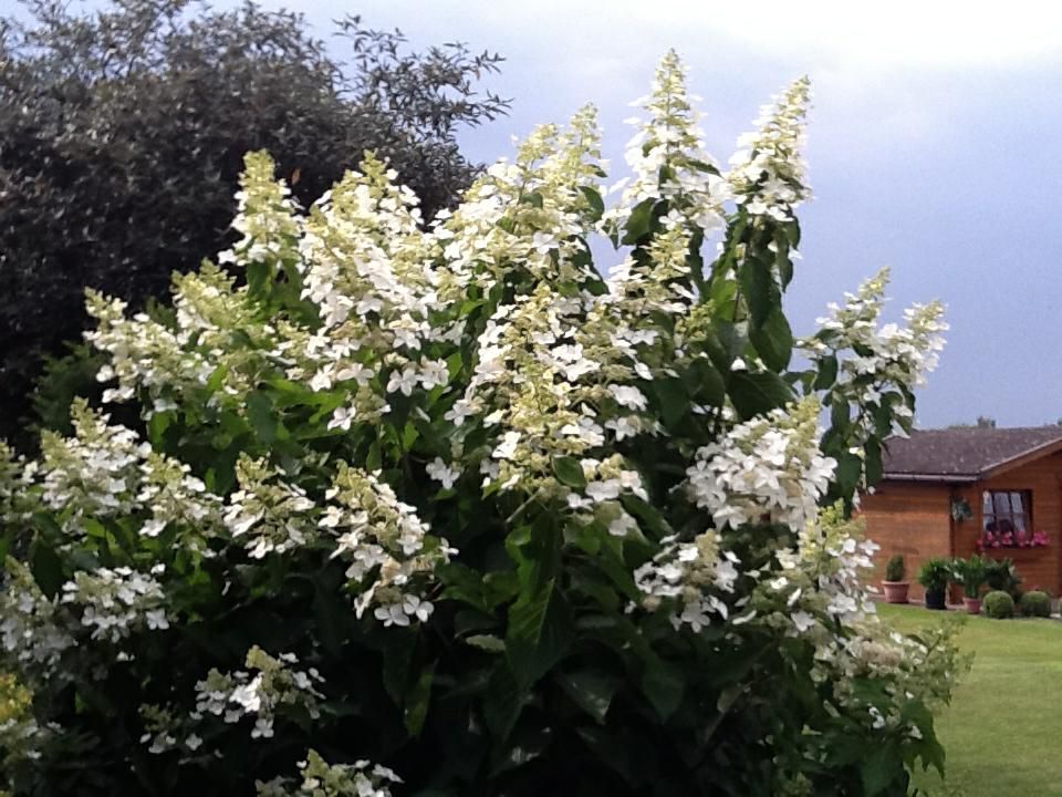Hydrangea paniculata 'Levana' - Pluimhortensia | De Tuinen van Appeltern