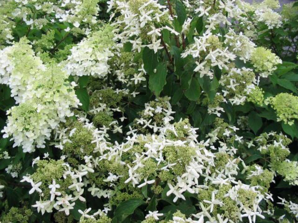 Hydrangea paniculata 'Praecox' - Pluimhortensia | De Tuinen van Appeltern