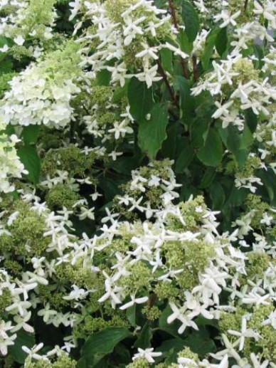 Hydrangea paniculata 'Praecox' - Pluimhortensia | De Tuinen van Appeltern
