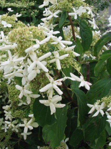 Hydrangea paniculata 'Praecox' - Pluimhortensia | De Tuinen van Appeltern