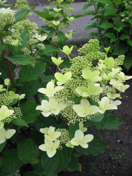 Hydrangea paniculata 'White Goliath' - Pluimhortensia | De Tuinen van ...