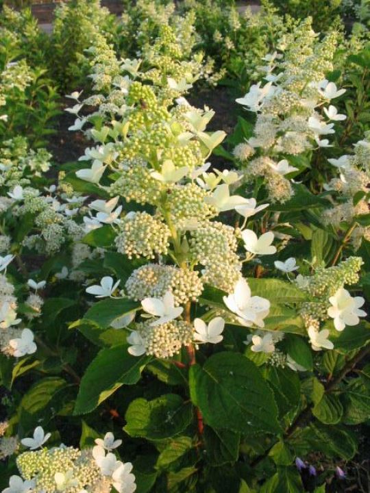 Hydrangea paniculata 'White Goliath' - Pluimhortensia | De Tuinen van ...