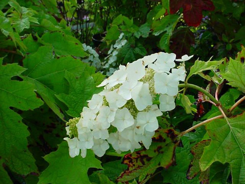 Hydrangea quercifolia - Eikenbladhortensia | De Tuinen van Appeltern
