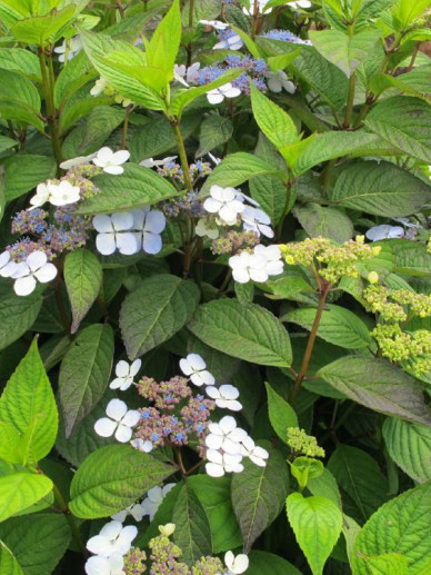 Hydrangea serrata 'Bluebird' - Hortensia | De Tuinen van Appeltern