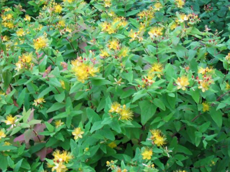 Hypericum inodorum 'Excellent Flair' - Hertshooi | De Tuinen van Appeltern