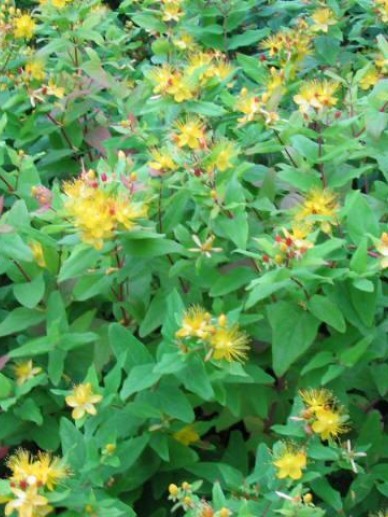 Hypericum inodorum 'Excellent Flair' - Hertshooi | De Tuinen van Appeltern