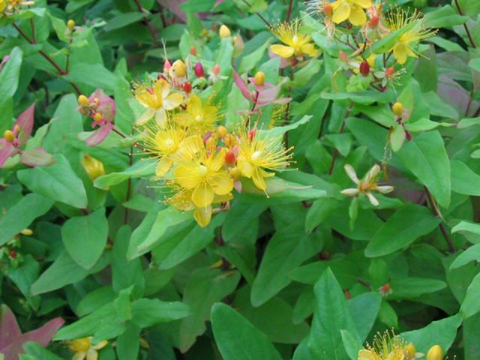 Hypericum inodorum 'Excellent Flair' - Hertshooi | De Tuinen van Appeltern