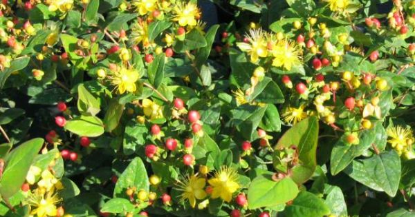 Hypericum inodorum 'Orange Flair' - Hertshooi | De Tuinen van Appeltern