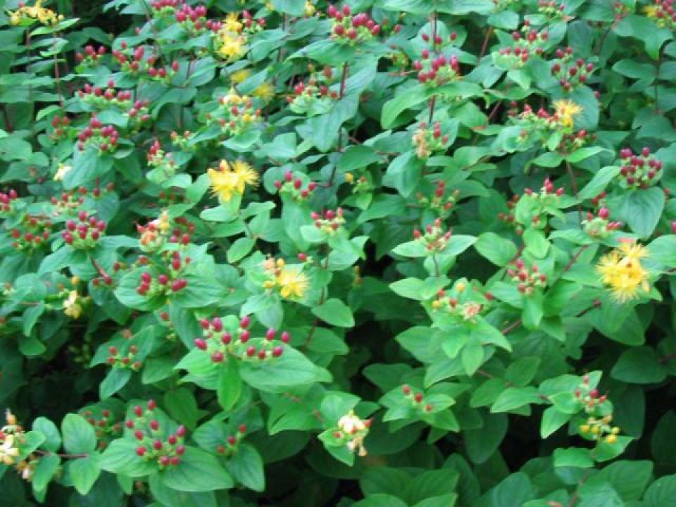 Hypericum inodorum 'Rheingold' - Hertshooi | De Tuinen van Appeltern