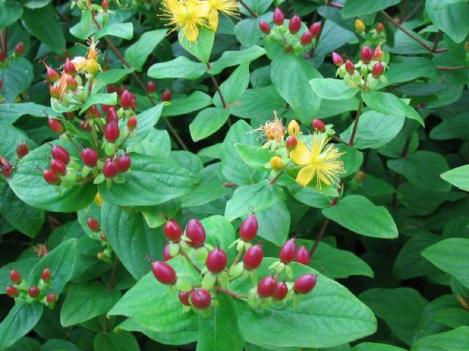 Hypericum inodorum 'Rheingold' - Hertshooi | De Tuinen van Appeltern